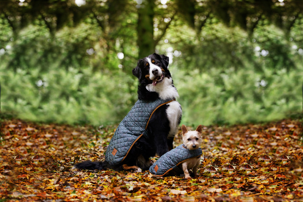Castle Canine Couture – Mrs Tea's on the Ashford Estate